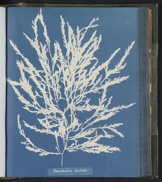 Anna Atkins: Pioneering Botanist and Creator of the First Photo Book ...